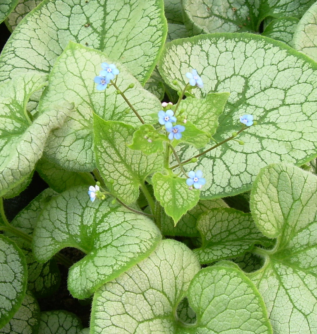 Jack Frost Bugloss | Natorp's Online Plant Store Jack Frost Bugloss | Natorp's Online Plant Store